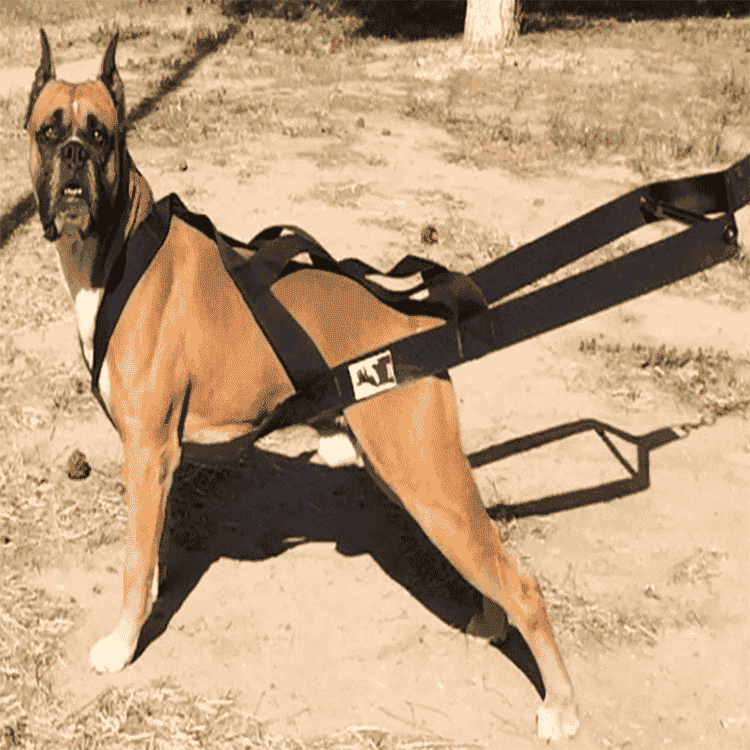 The Best Dog Pulling Harness In 2024 Knk Dog Supplies